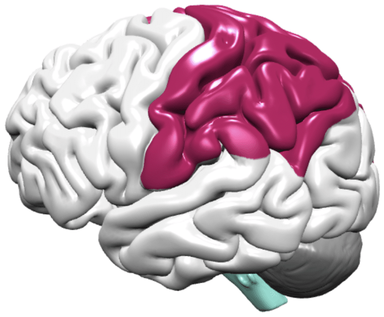 The brain explained - Dementia Carers Count