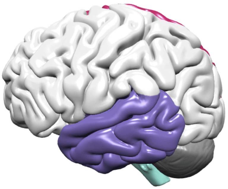 The brain explained - Dementia Carers Count